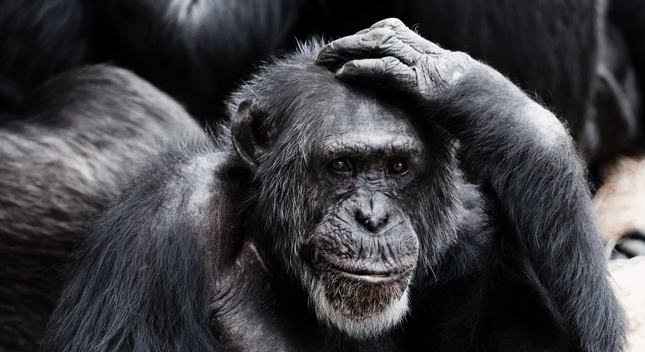 Monkey in the Middle Redux: Animal Rights Group Sues to Claim Copyright ...